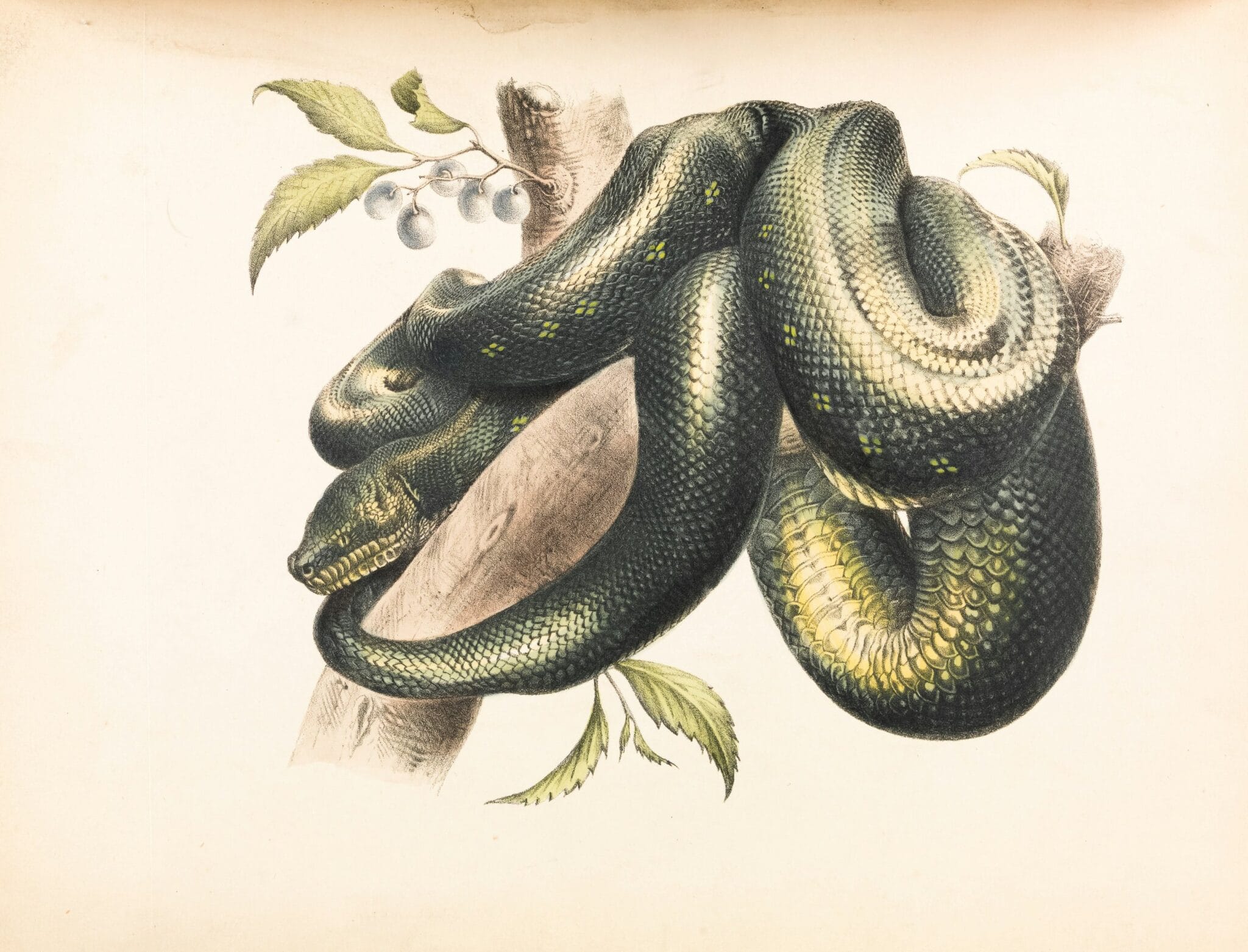 The Snake in Religion, Witchcraft, and Spirituality - Shadow Grimoire